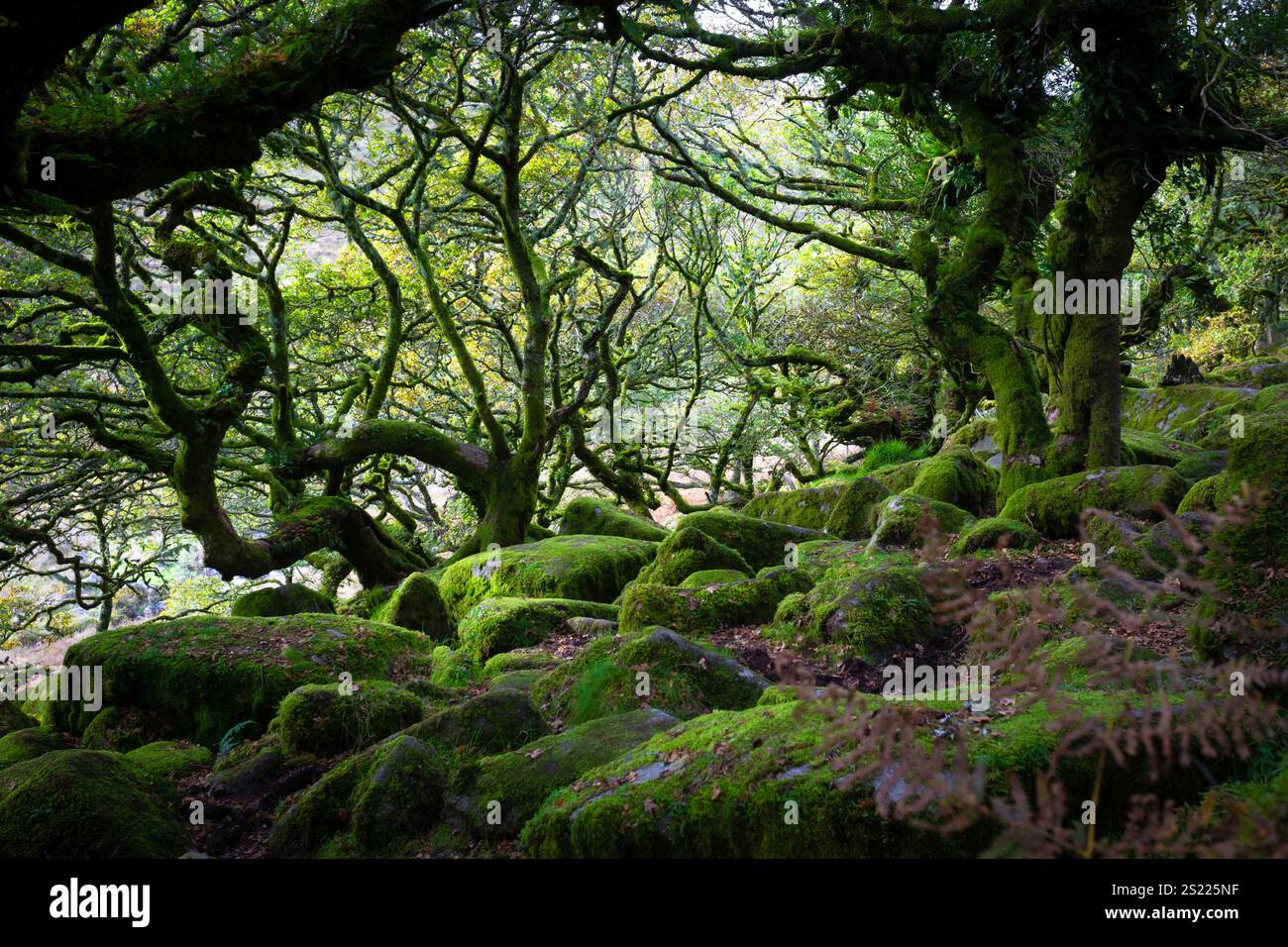 Dartmoor Forest is a primeval forest worth preserving is one of Britain ...