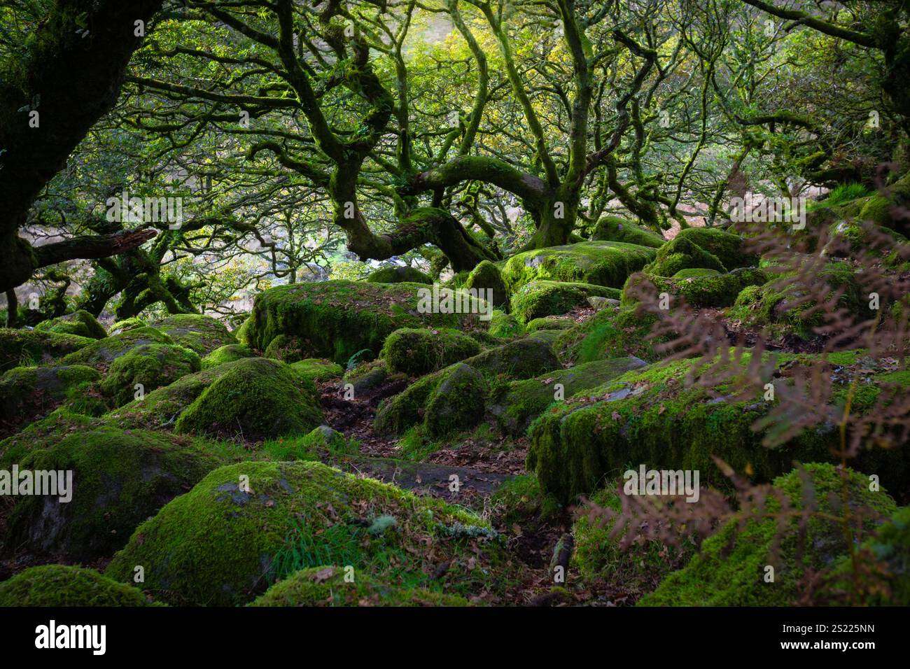 Dartmoor Forest is a primeval forest worth preserving is one of Britain ...