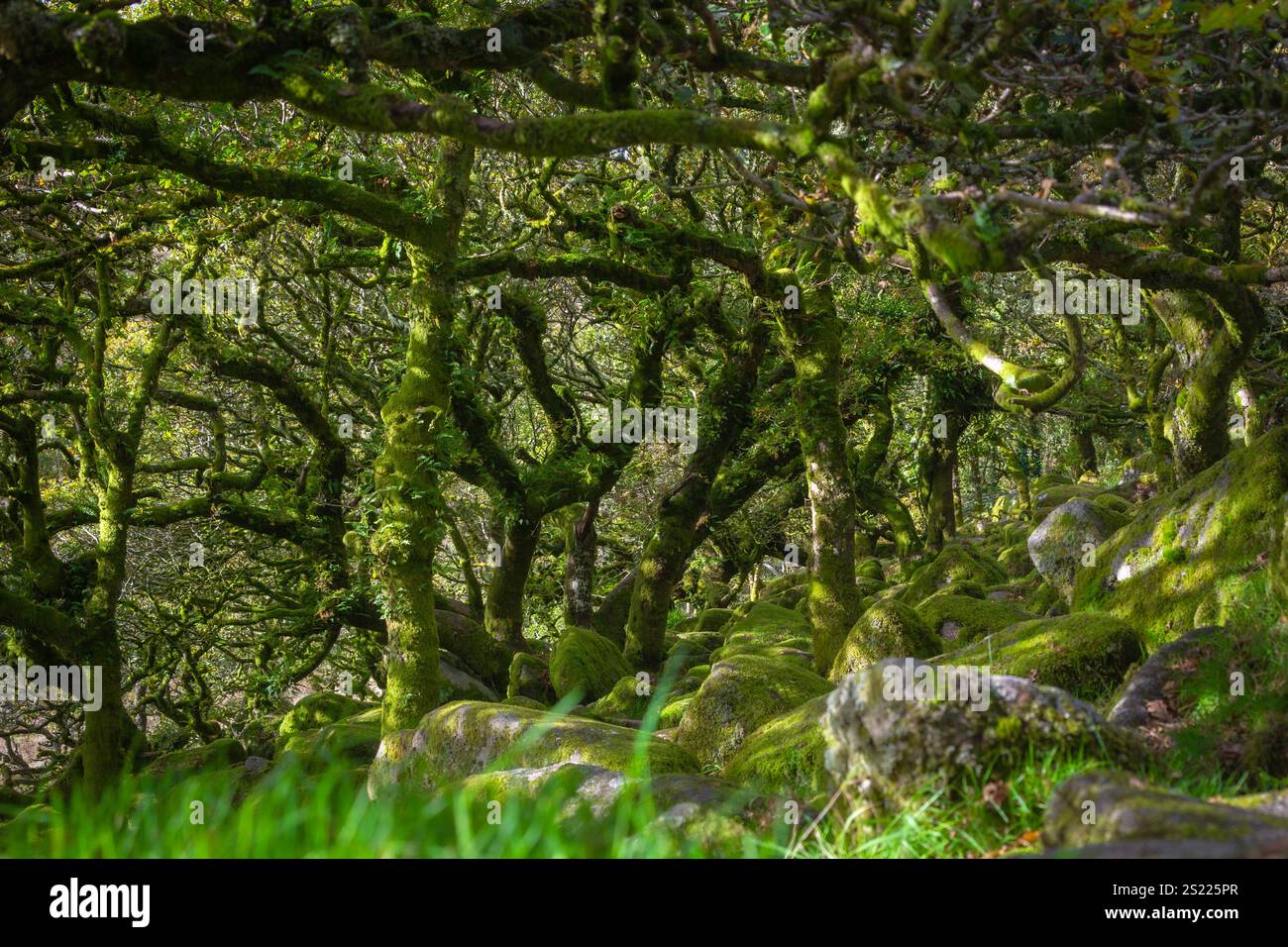 Dartmoor Forest is a primeval forest worth preserving is one of Britain ...