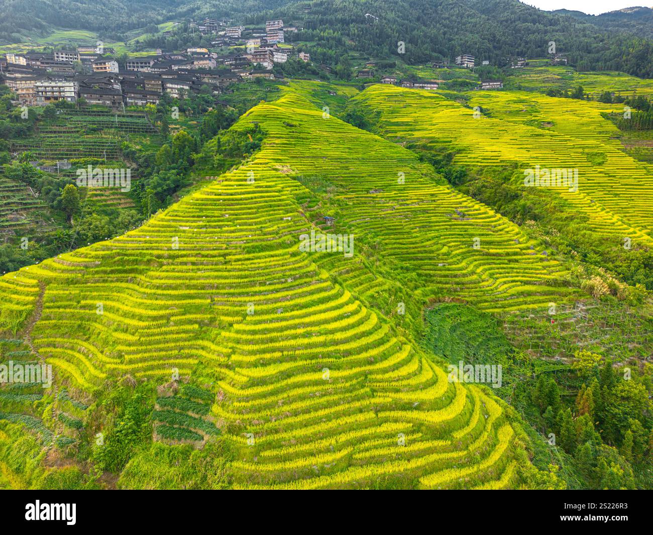 Aerial summer view of Longji Rice Terraces in China, lush green and ...
