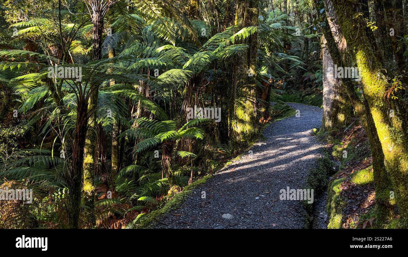 Native forest scenery viewed from the pedestrian walkway around Lake ...