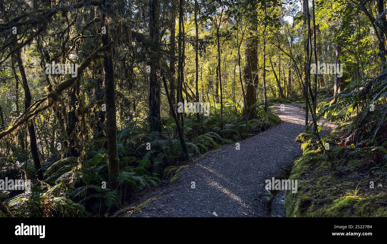 Native forest scenery viewed from the pedestrian walkway around Lake ...