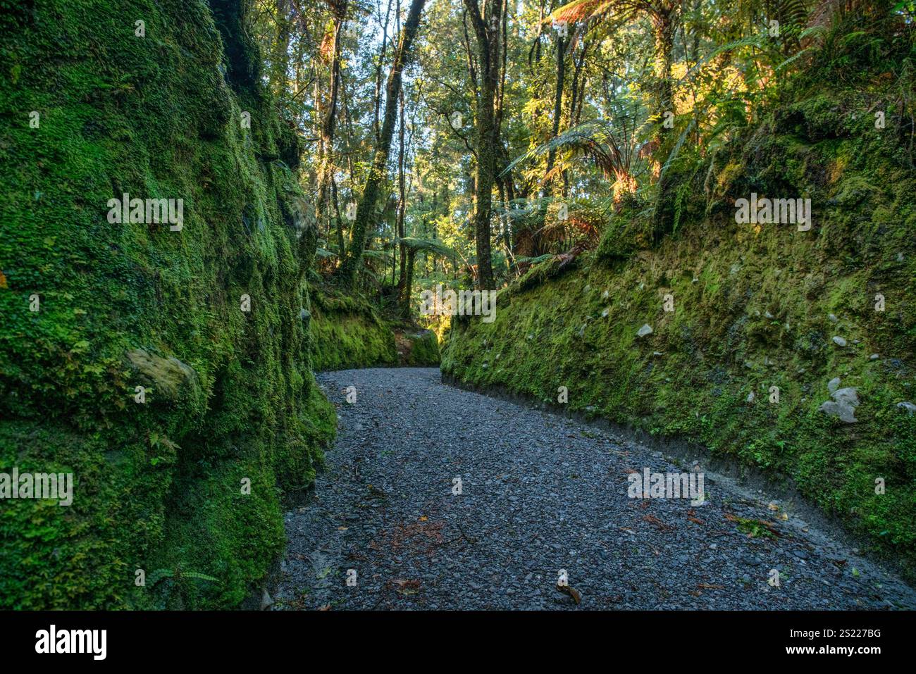 Native forest scenery viewed from the pedestrian walkway around Lake ...
