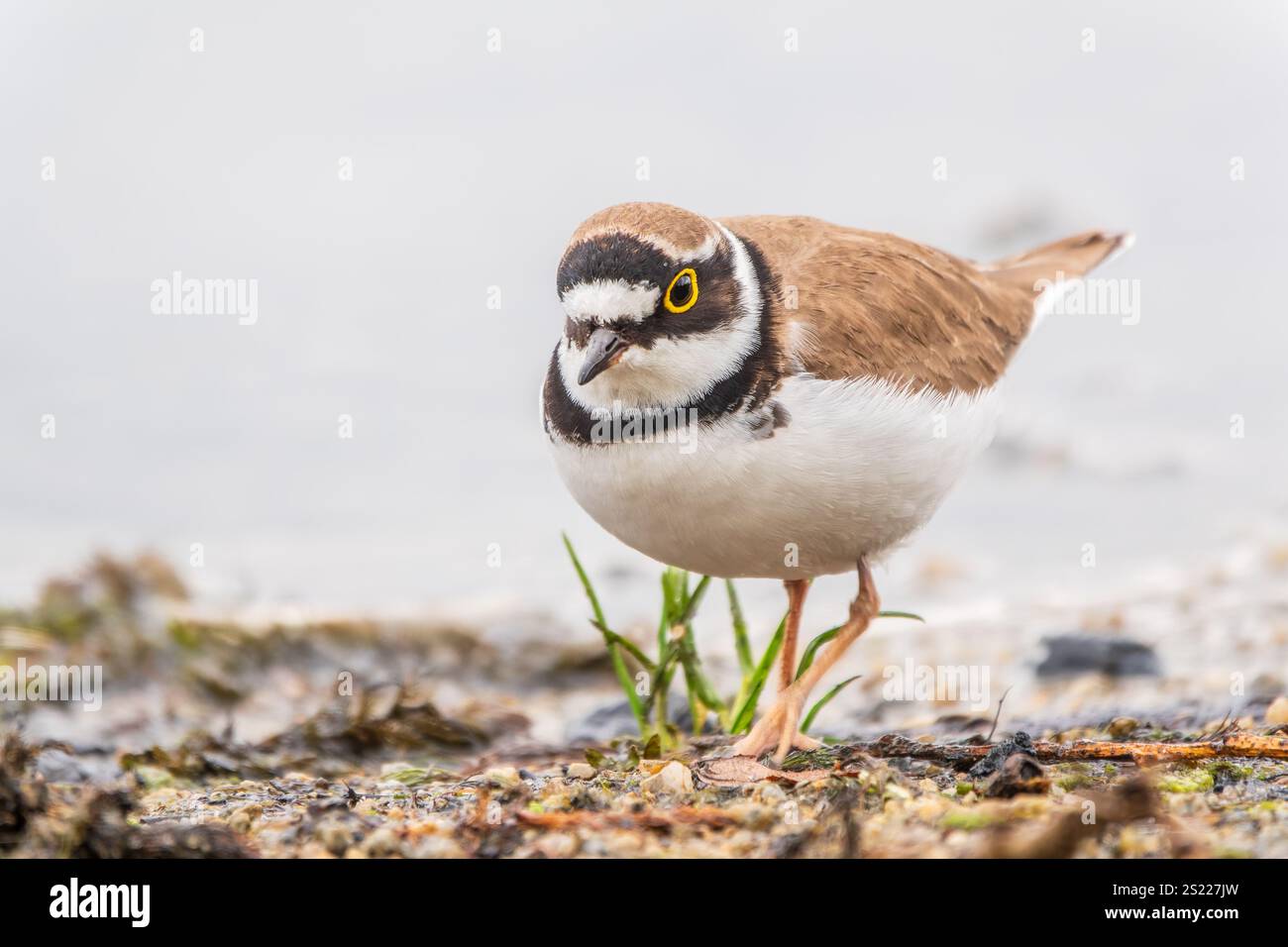 Little ringed plover in natural habitat. Portrait of Little ringed ...