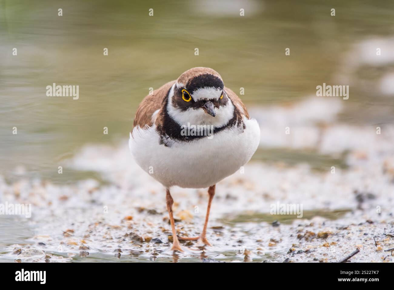 Little ringed plover in natural habitat. Portrait of Little ringed ...
