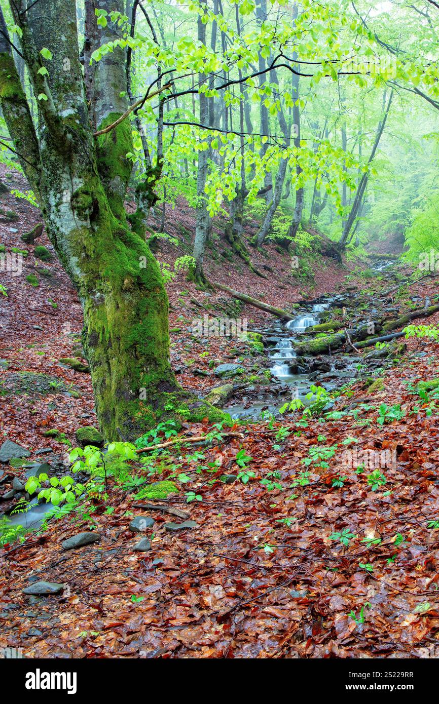 Serene forest stream winding through lush greenery after a gentle rain ...