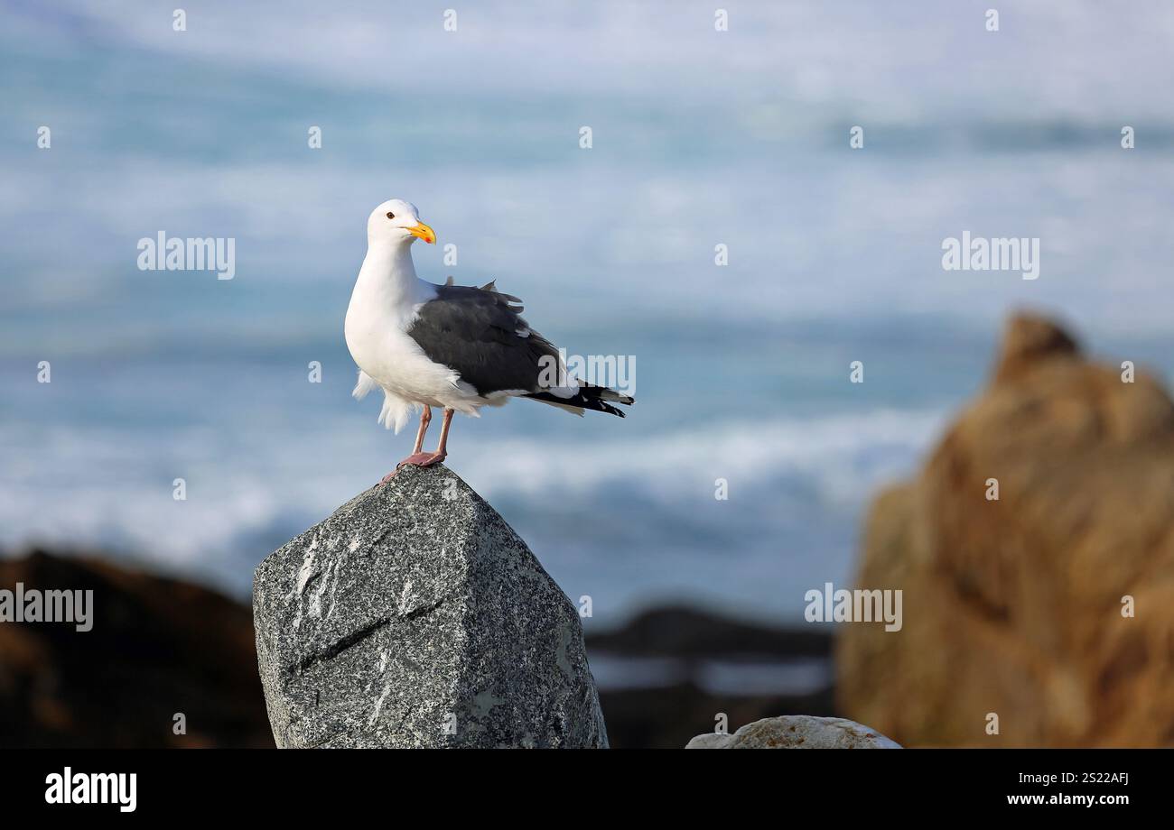 Seagull on the rock - California Stock Photo - Alamy