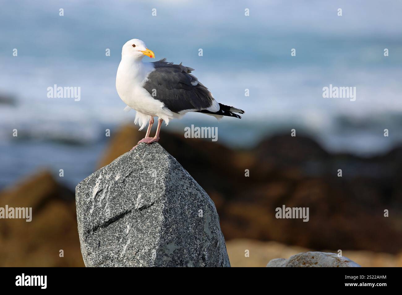 Seagull standing on the rock - California Stock Photo - Alamy