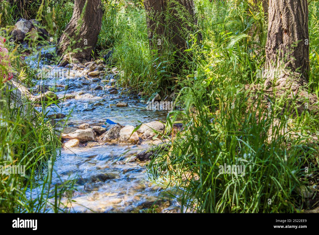 Here is the bank of a river that passes through different pastures ...