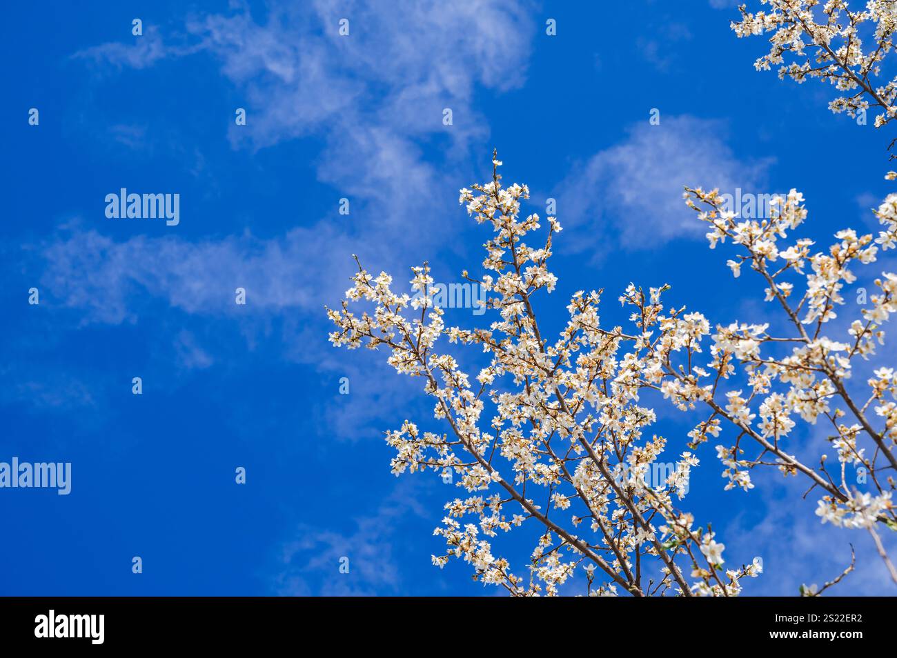 Branches of a spring flowering tree in full bloom against a blue sky ...