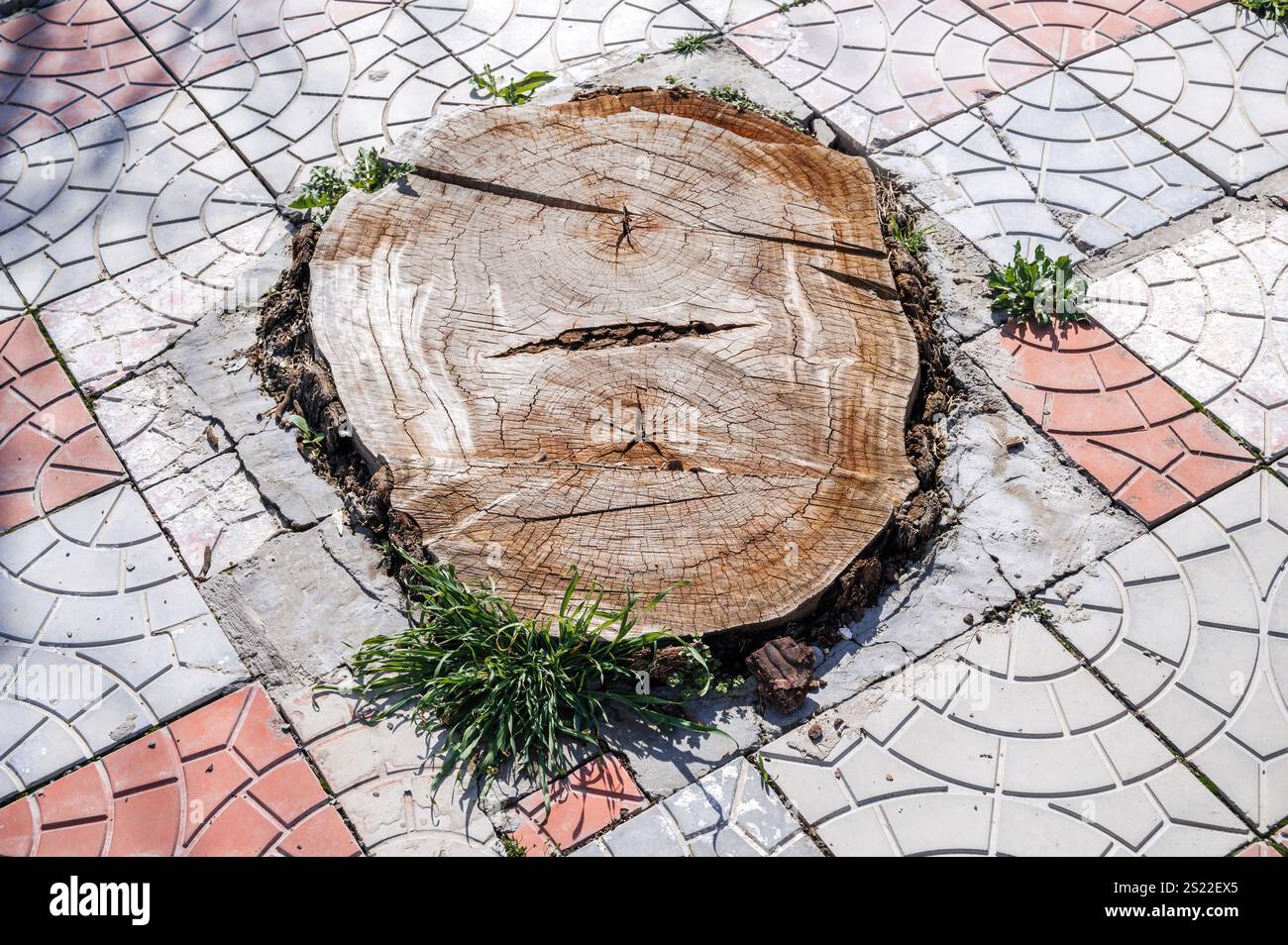 Tree stump growing between paving slabs Stock Photo - Alamy