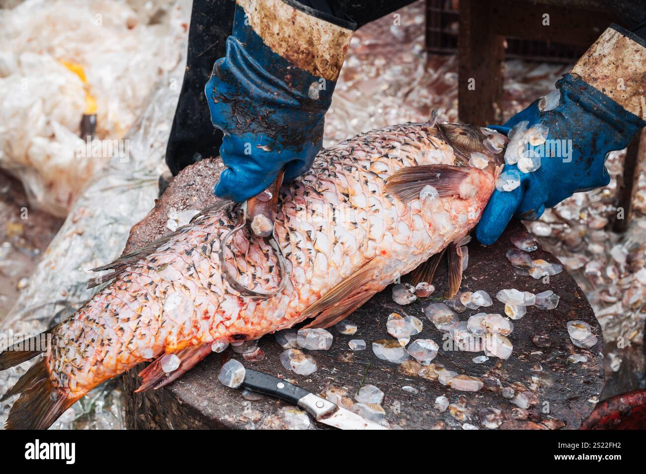 at the fish market, a seller cleans the scales of a sazan fish Stock ...