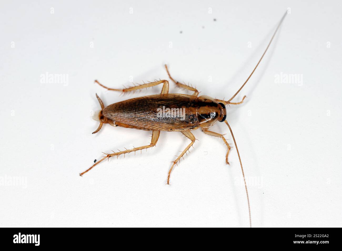 German Cockroach, Blattella germanica. An adult specimen on a white ...