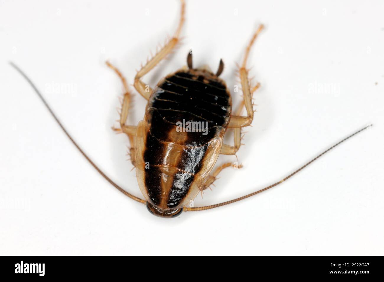 Larva of German Cockroach, Blattella germanica on white background ...