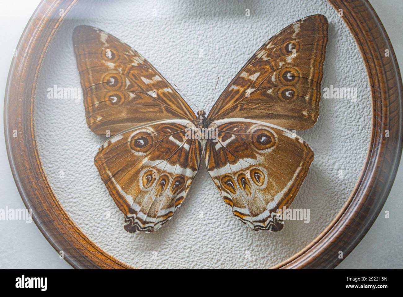 The image features two large, brown and cream butterflies with darker ...