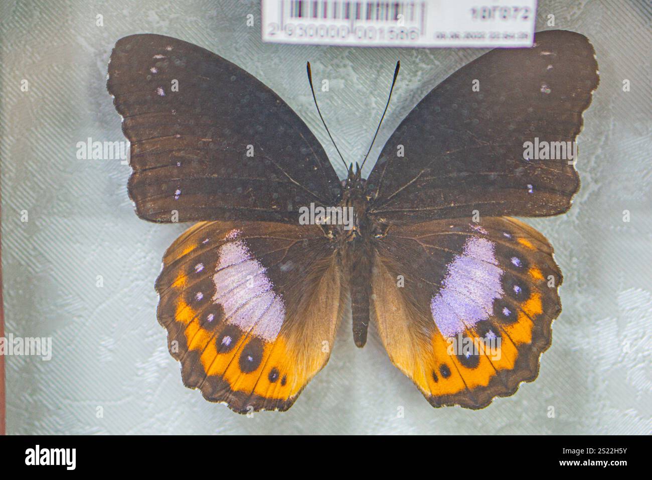 A candid image of a wide-spread butterfly yellow, white, black with a ...