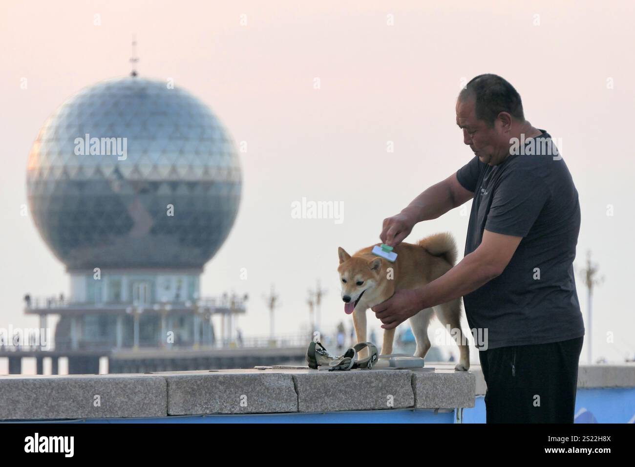 A man combs his dog in Yantai, East China's Shandong province, Aug 3 ...