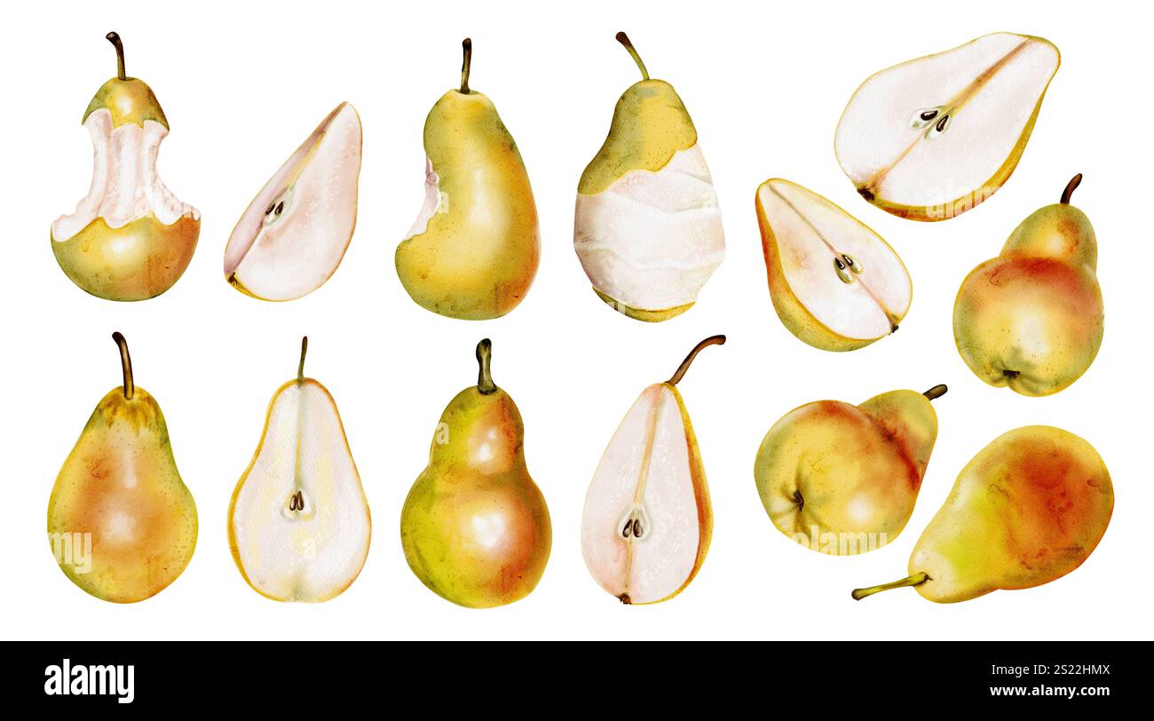 Large set of pears. Juicy ripe fruits. Different types of pears. Cut ...