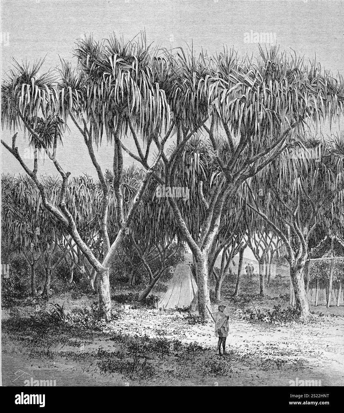 Common Screwpine, Pandanus utilis, Monocot Endemic Species to ...