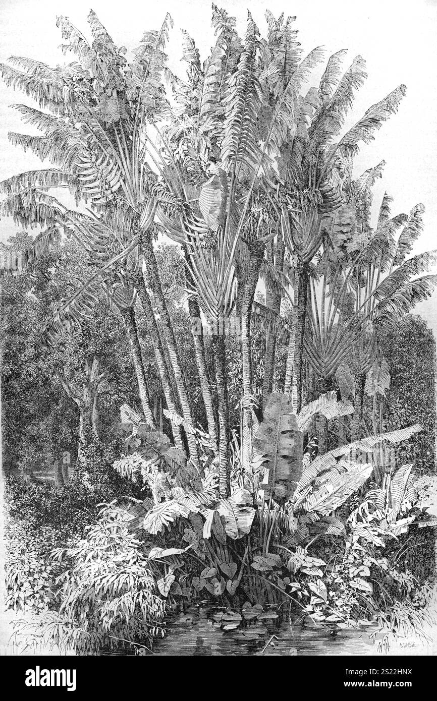 Ravenala madagascariensis, Traveller's Tree aka Traveller's Palm or ...