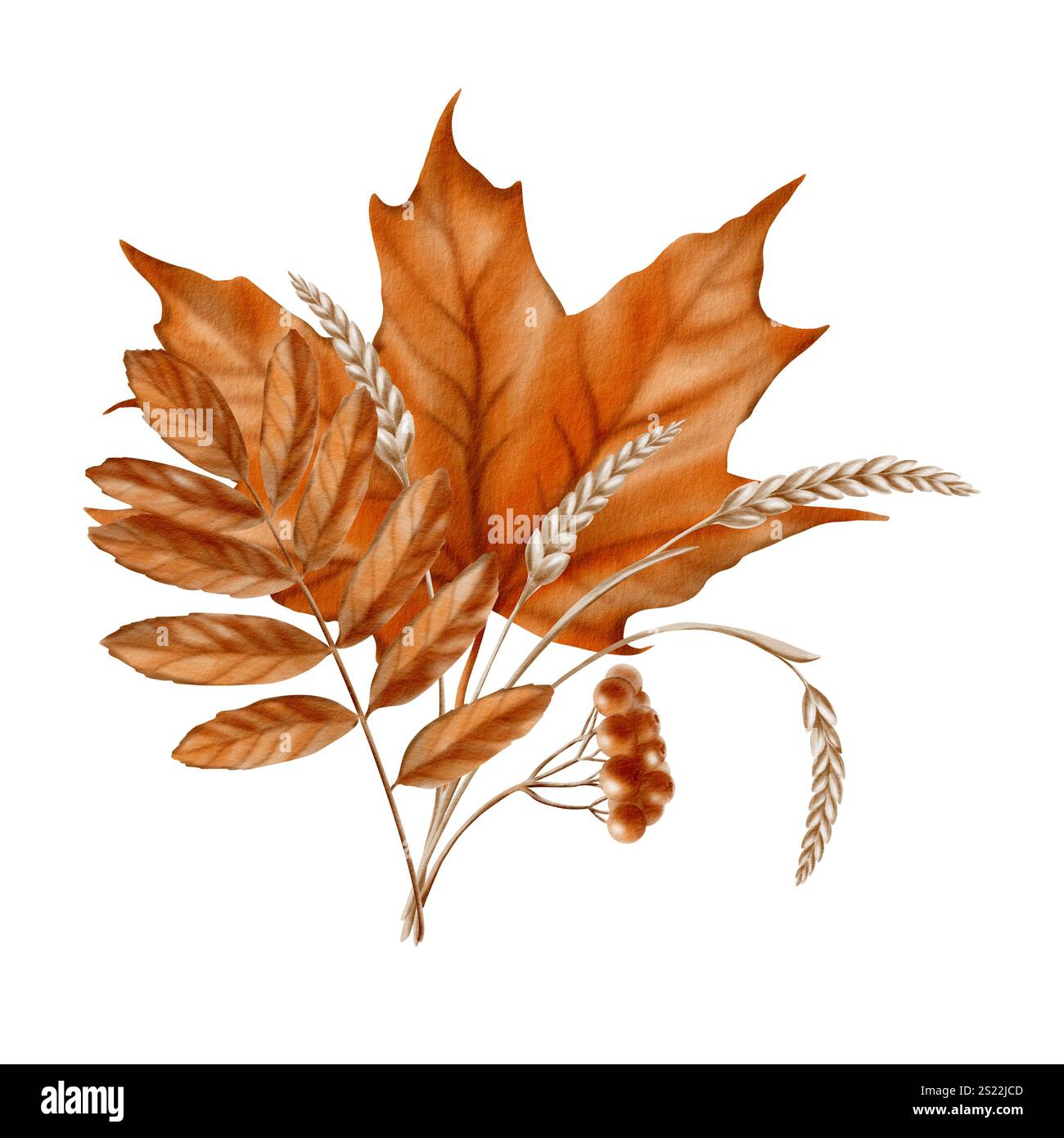 Autumn composition of maple leaves, mountain ash with spikelets of ...