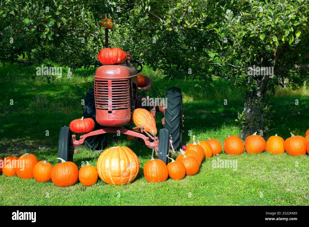 A display of an arrangement of pumpkins on an antique red tractor in a ...