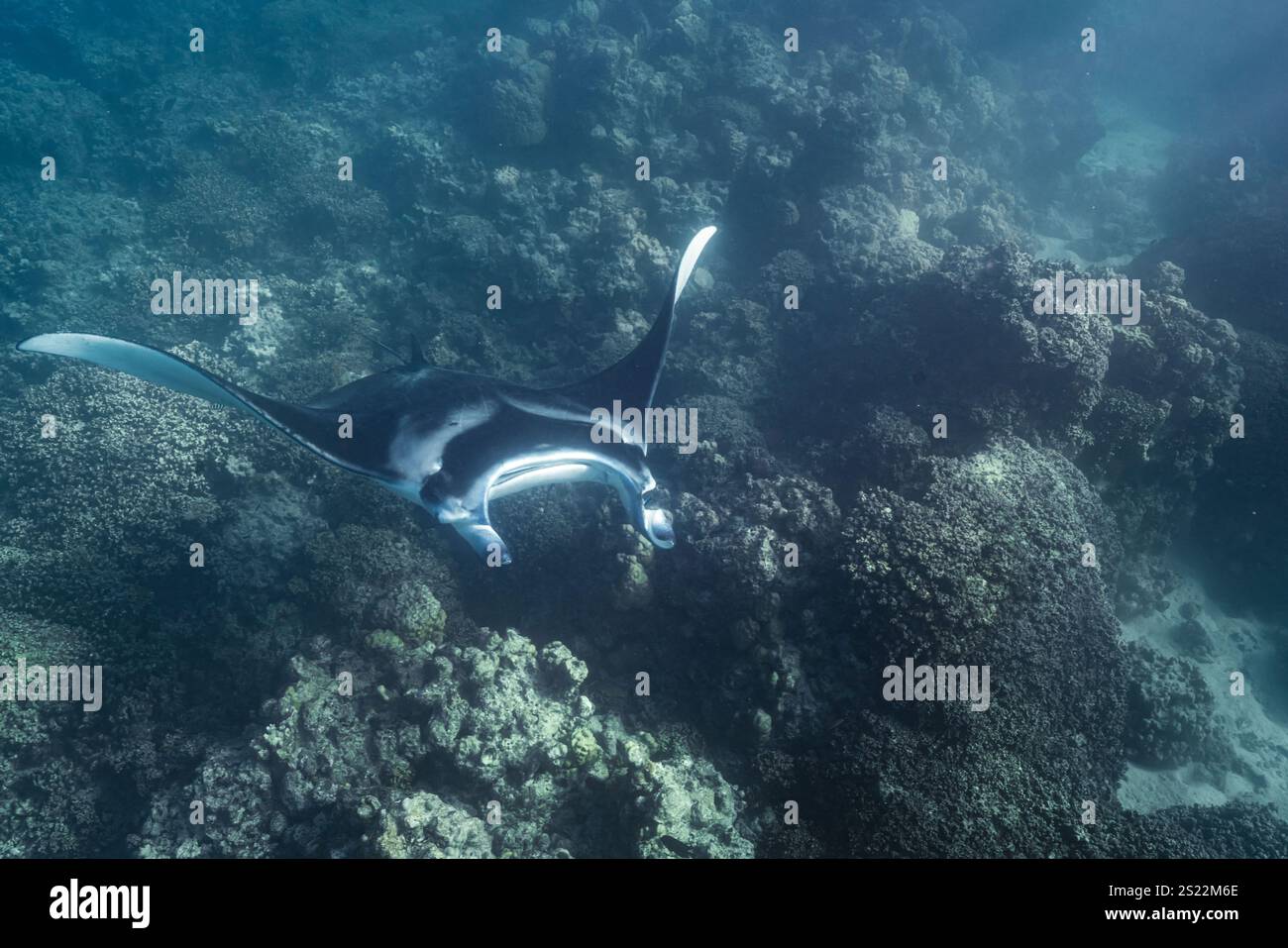 French Polynesia. 25th Sep, 2024. Manta Ray swimming in a shallow water ...