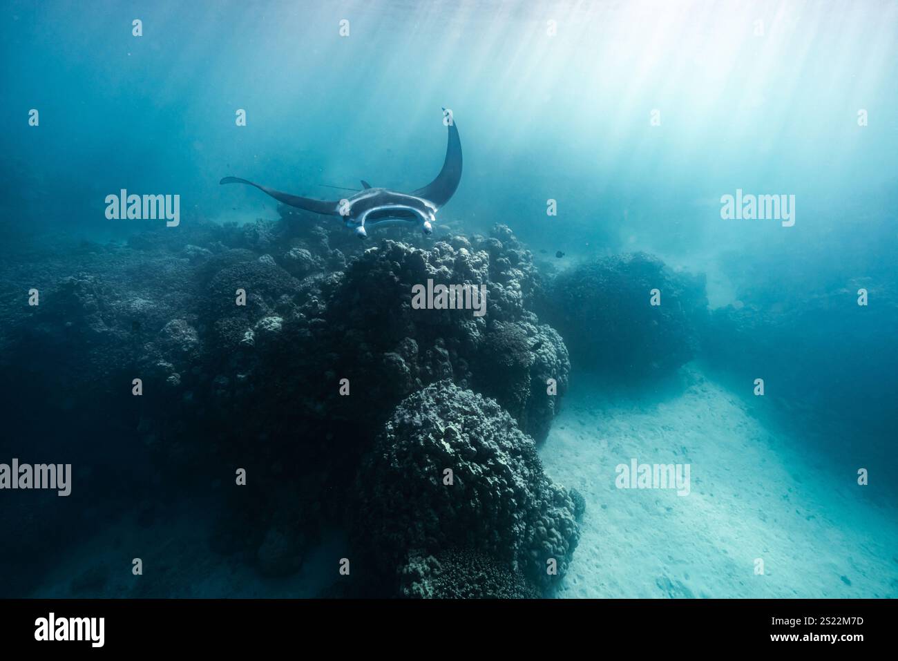 French Polynesia. 25th Sep, 2024. A Manta Ray swiming under the light ...