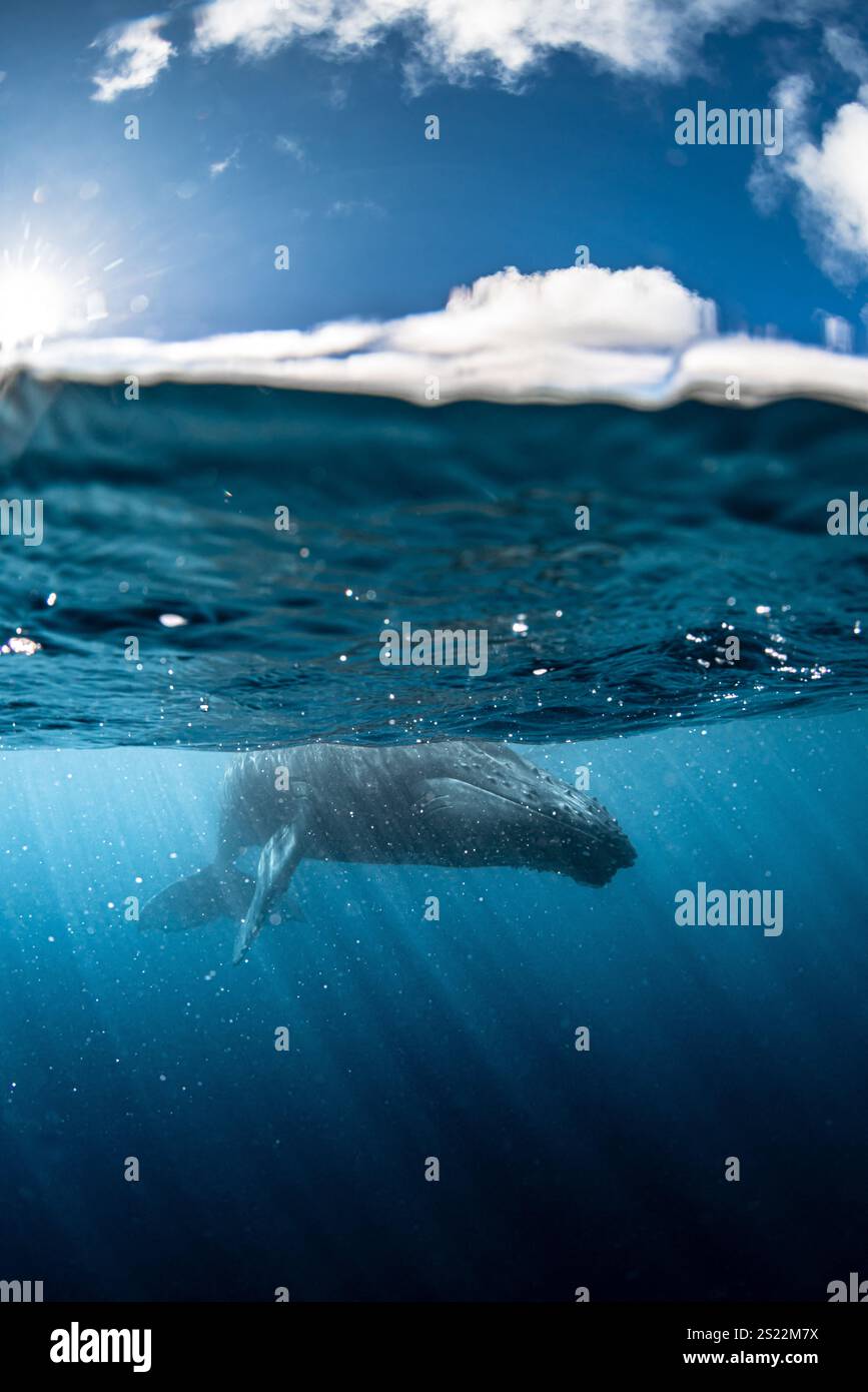 French Polynesia. 14th Sep, 2024. Female humpback whale swiming at the ...
