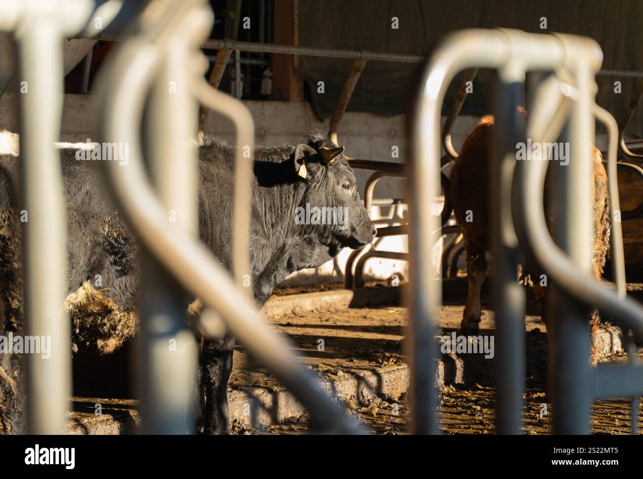 Industrial farm railings metal hi-res stock photography and images - Alamy