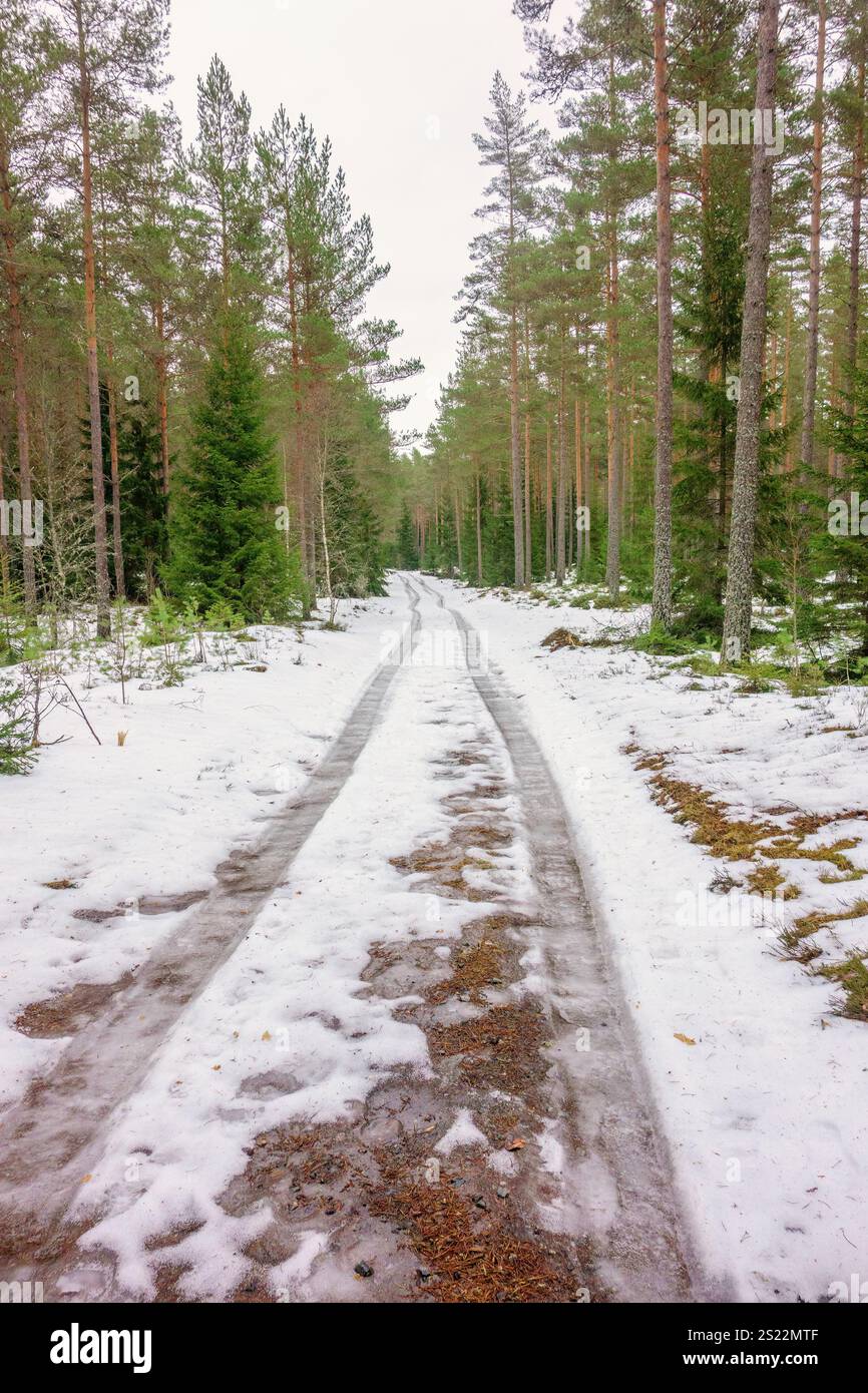 Tire tracks in the snow on a dirt road boreal forest Stock Photo - Alamy
