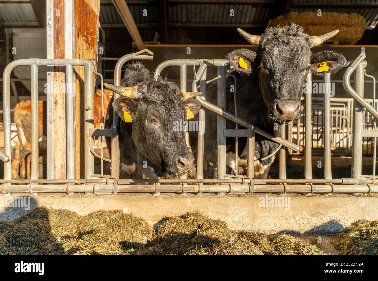 Two black horned cows with yellow ear tags standing in a farm stall ...
