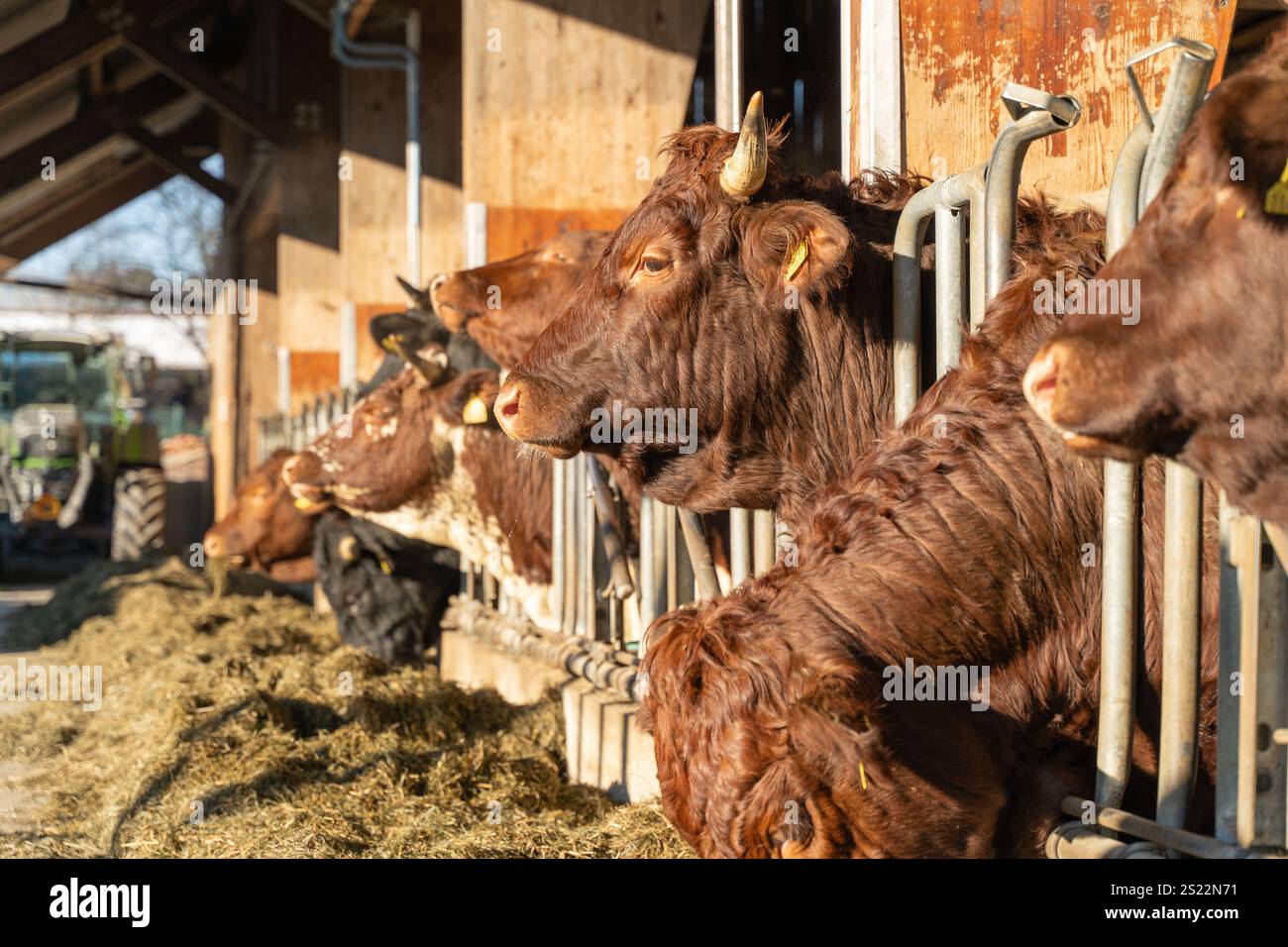Row of brown cows feeding on hay inside a barn, illuminated by sunlight ...
