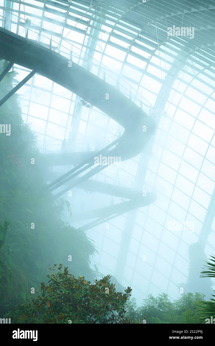 Lush vegetation thrives under a misty canopy in the cloud forest at ...