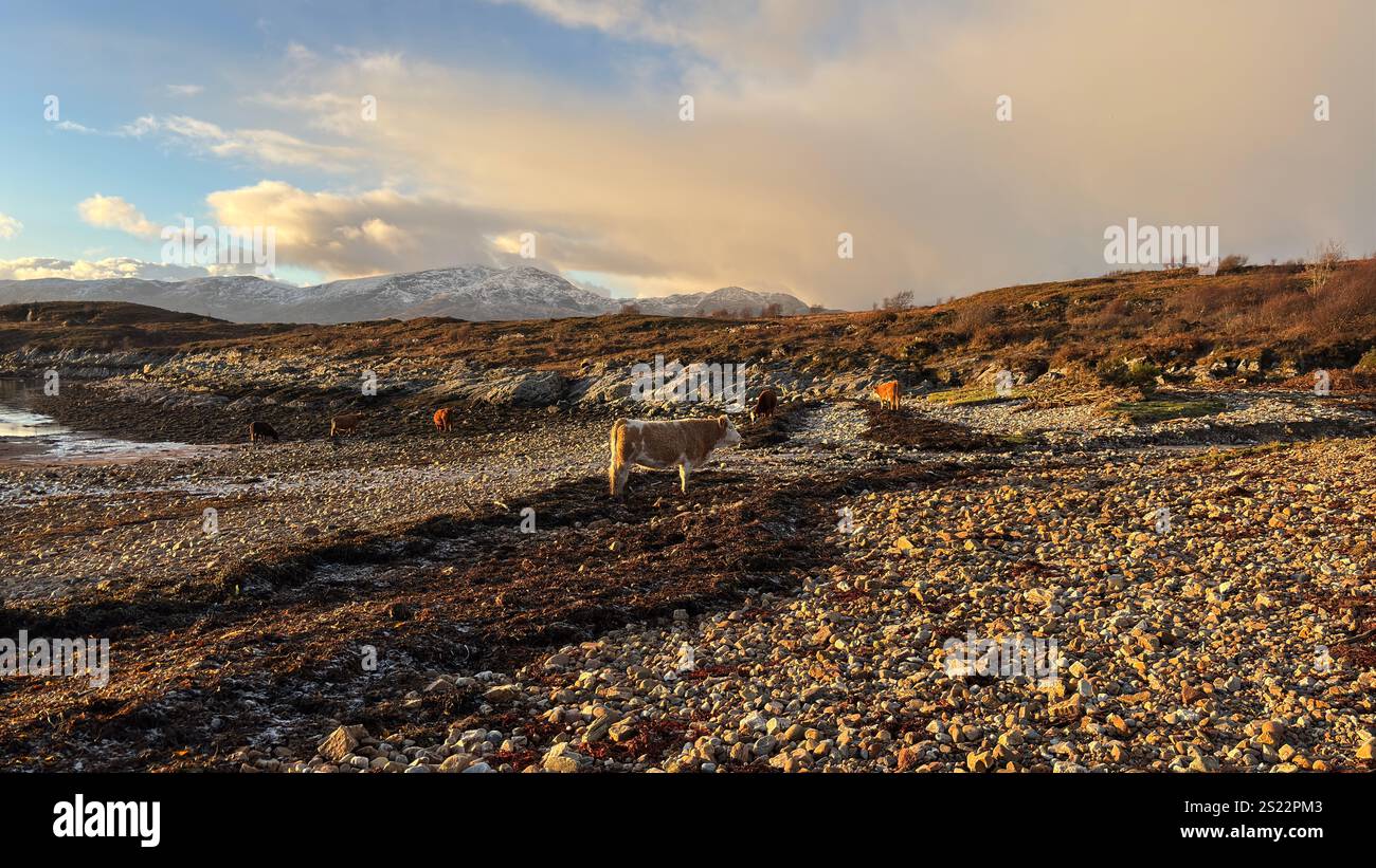 Cows on the beach in Scotland. Cuil Bay, Scottish Highlands Stock Photo ...