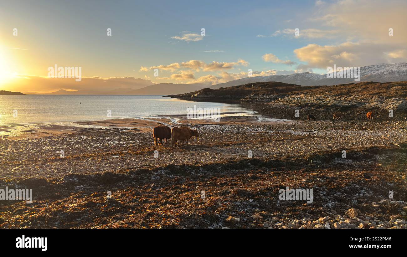 Cows on the beach in Scotland. Cuil Bay, Scottish Highlands Stock Photo ...