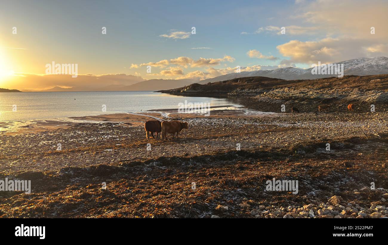 Cows on the beach in Scotland. Cuil Bay, Scottish Highlands Stock Photo ...