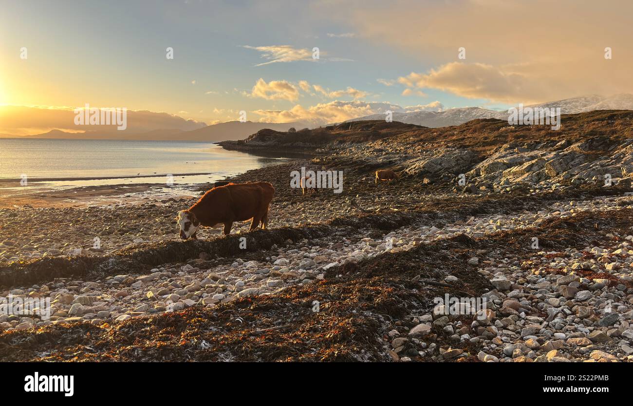 Cows on the beach in Scotland. Cuil Bay, Scottish Highlands Stock Photo ...