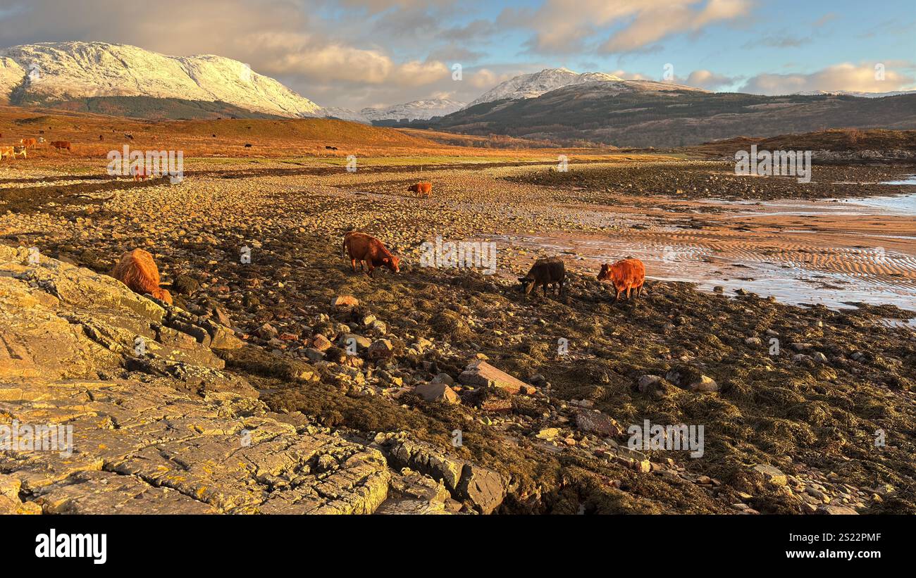 Cows on the beach in Scotland. Cuil Bay, Scottish Highlands Stock Photo ...