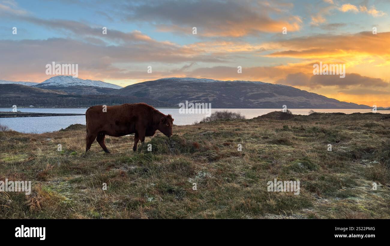 Cows on the beach in Scotland. Cuil Bay, Scottish Highlands Stock Photo ...