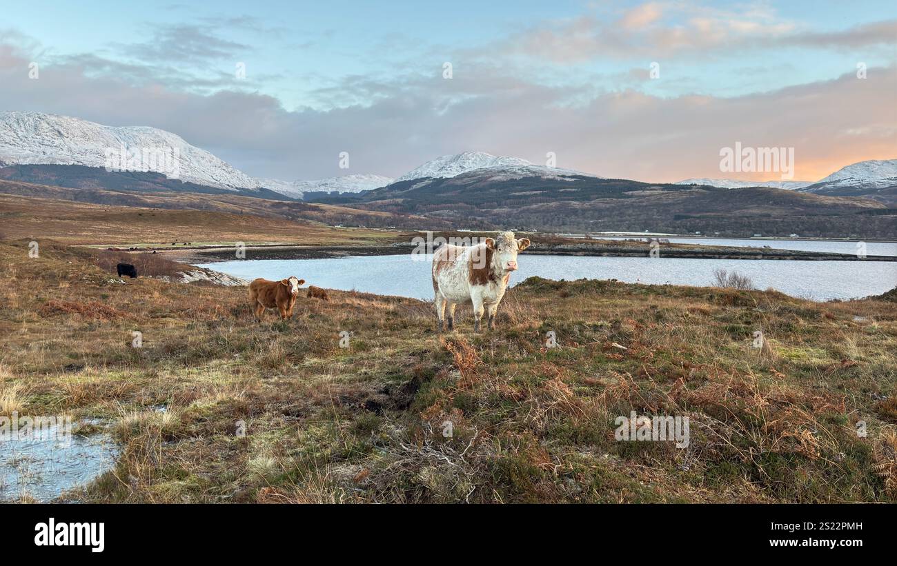 Cows on the beach in Scotland. Cuil Bay, Scottish Highlands Stock Photo ...