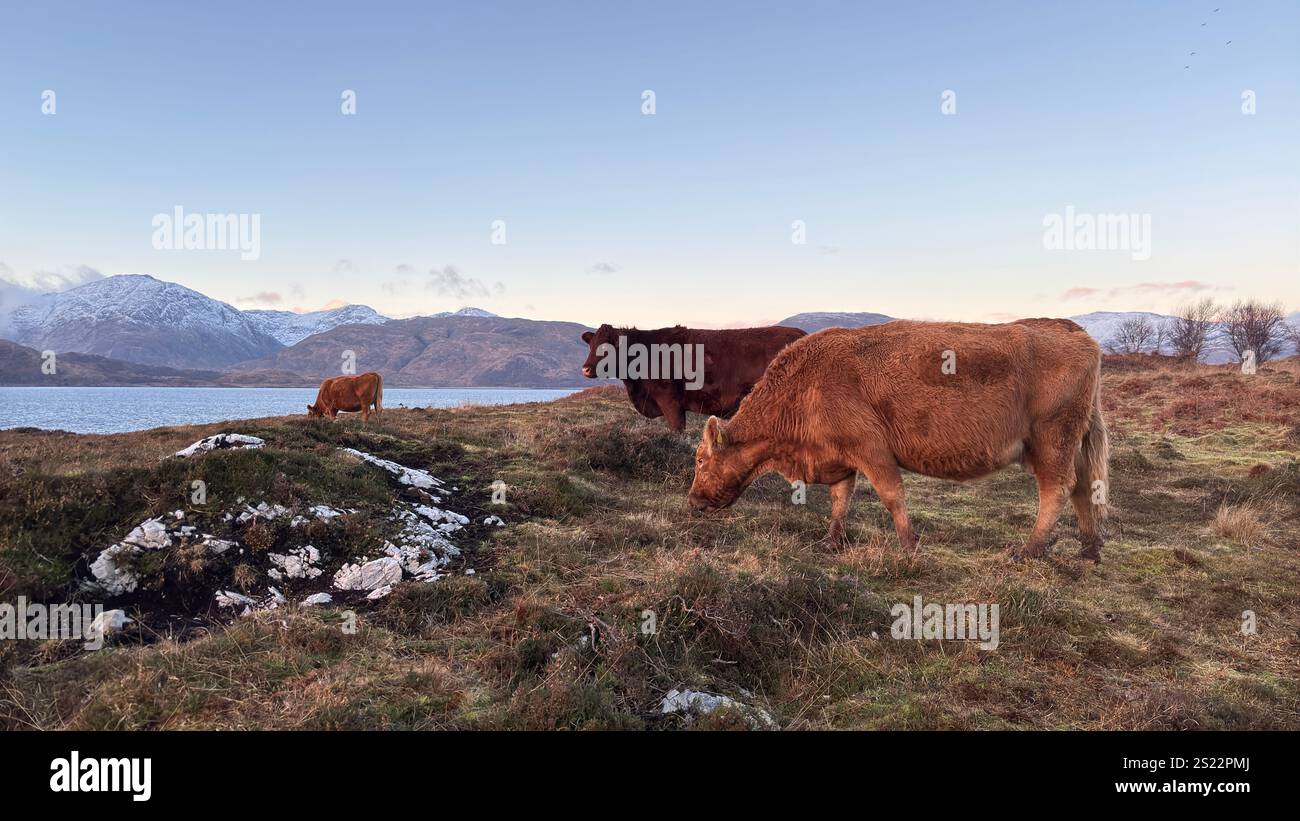 Cows on the beach in Scotland. Cuil Bay, Scottish Highlands Stock Photo ...