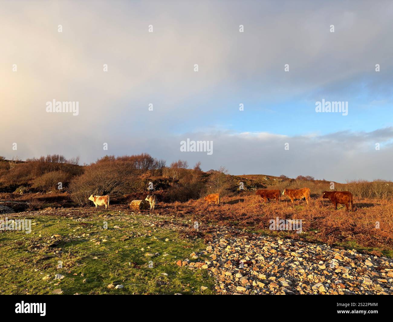 Cows on the beach in Scotland. Cuil Bay, Scottish Highlands Stock Photo ...
