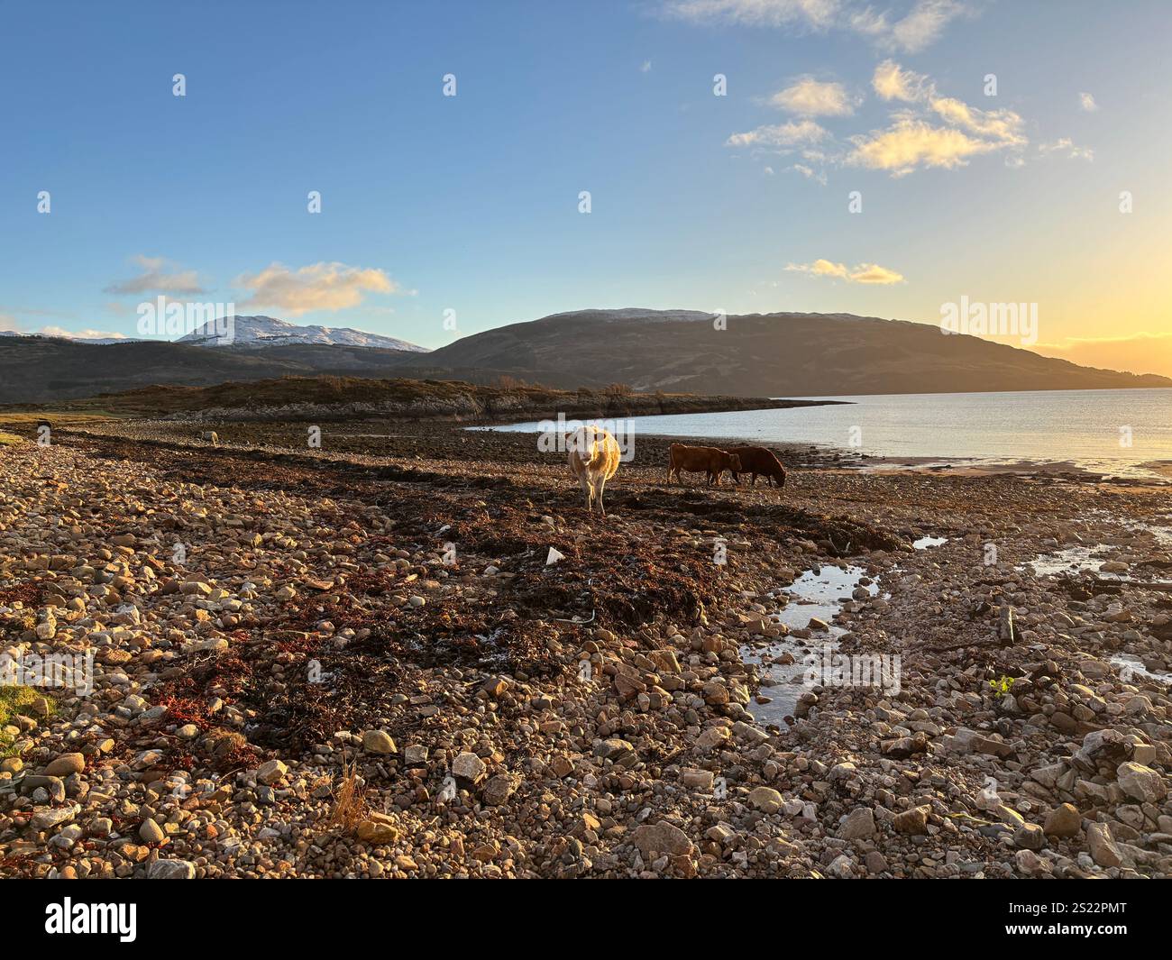 Cows on the beach in Scotland. Cuil Bay, Scottish Highlands Stock Photo ...