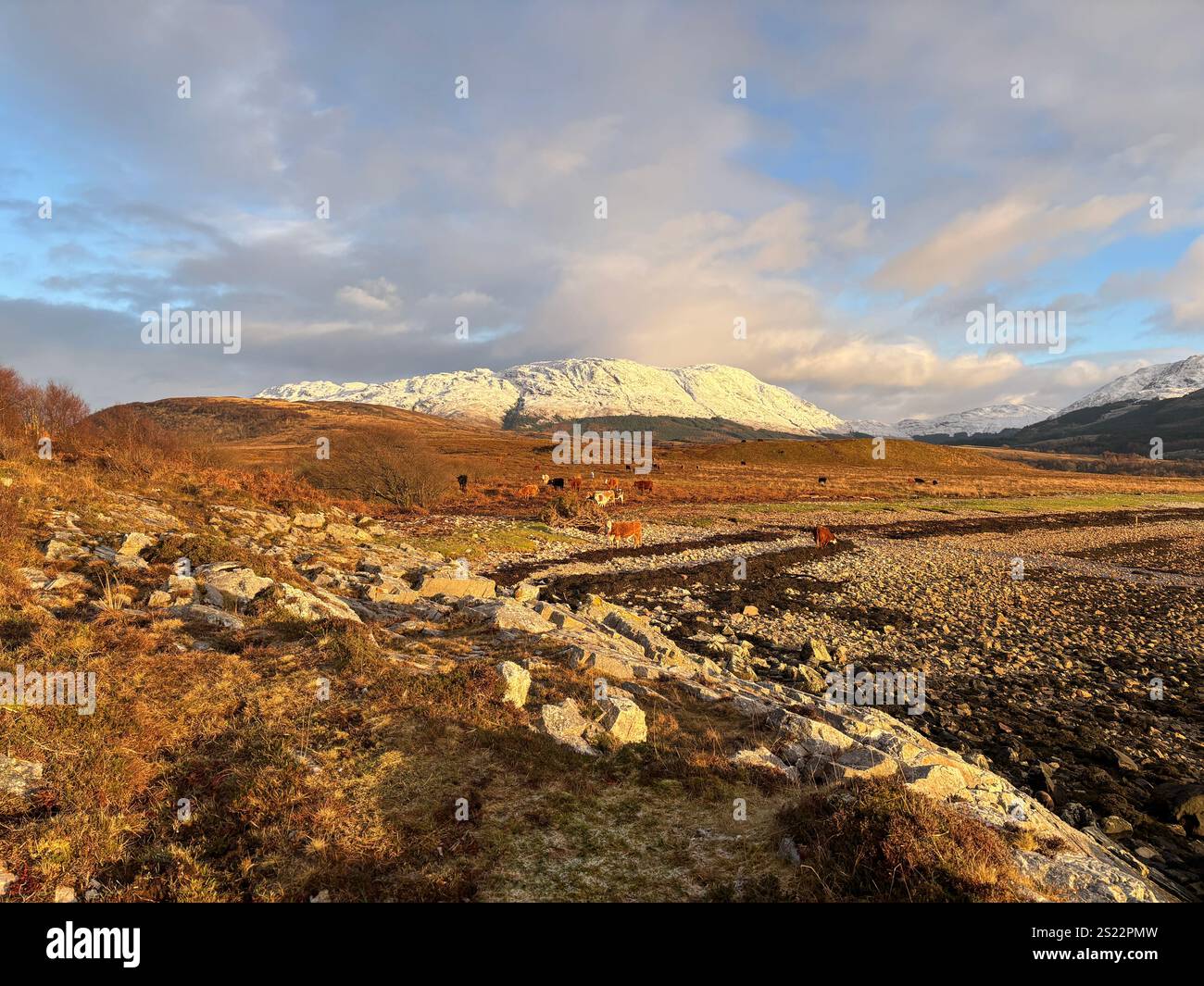 Cows on the beach in Scotland. Cuil Bay, Scottish Highlands Stock Photo ...