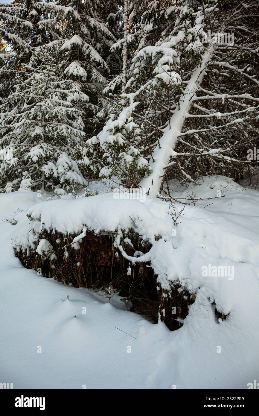 Fallen tree root ball hi-res stock photography and images - Alamy