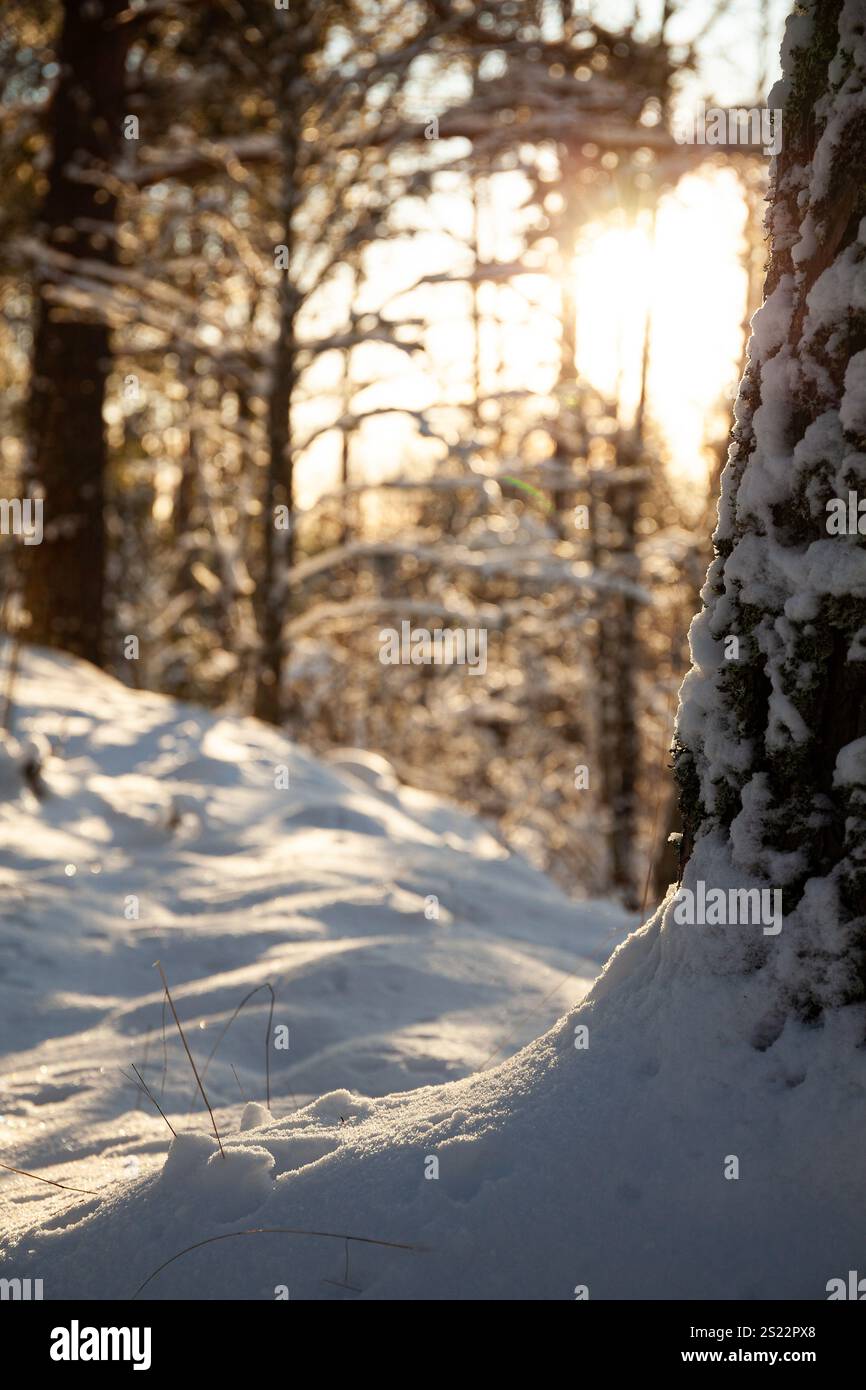 An early morning winter sun leaves a golden glow on everything it ...