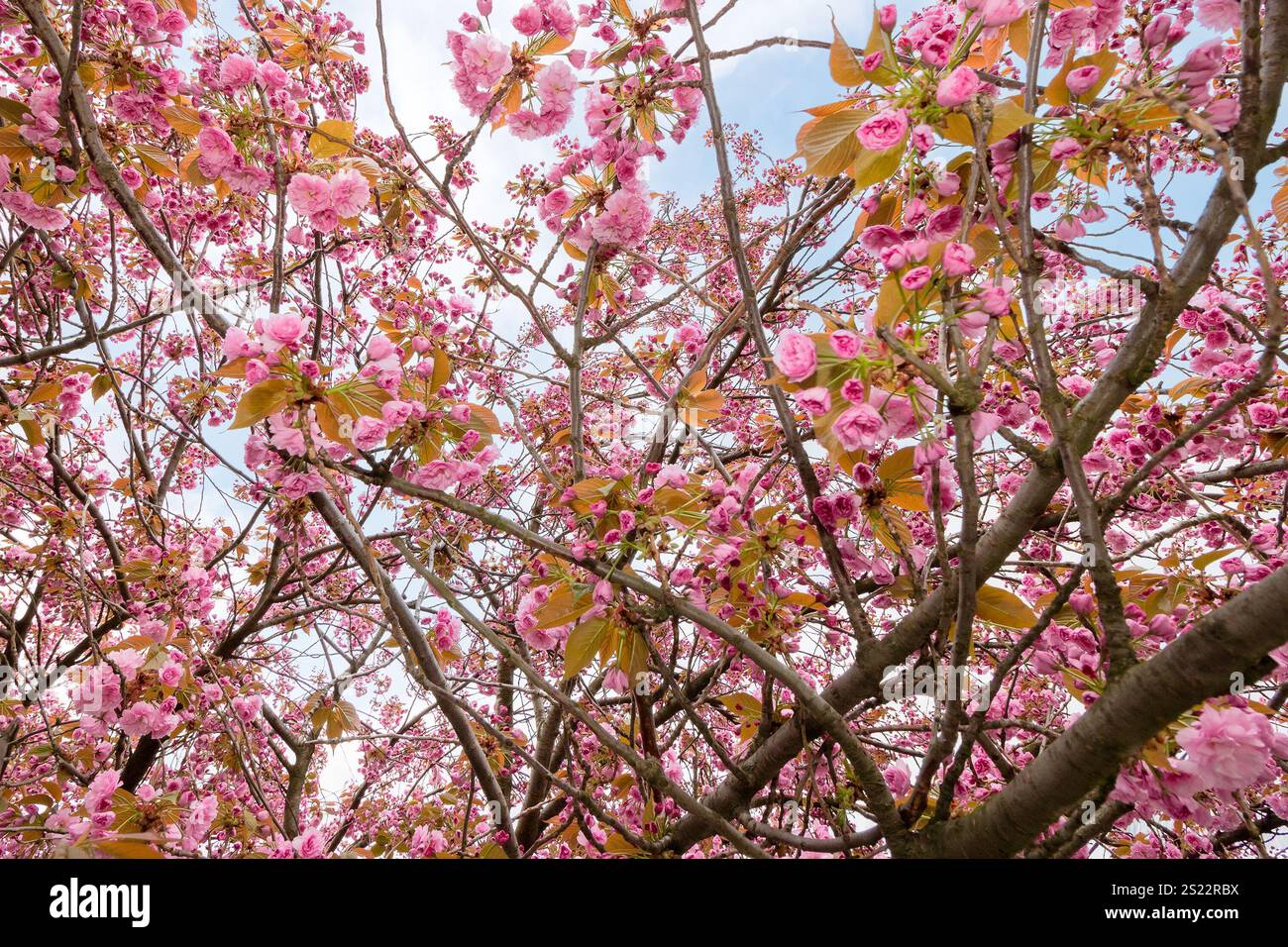 among sakura branches in spring. beautiful outdoor wallpaper. pink ...