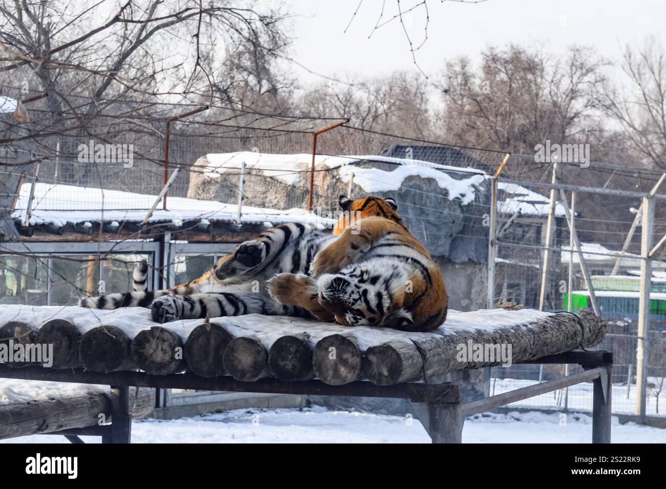 Siberian tiger in the zoo during winter time. Tiger on show Stock Photo ...