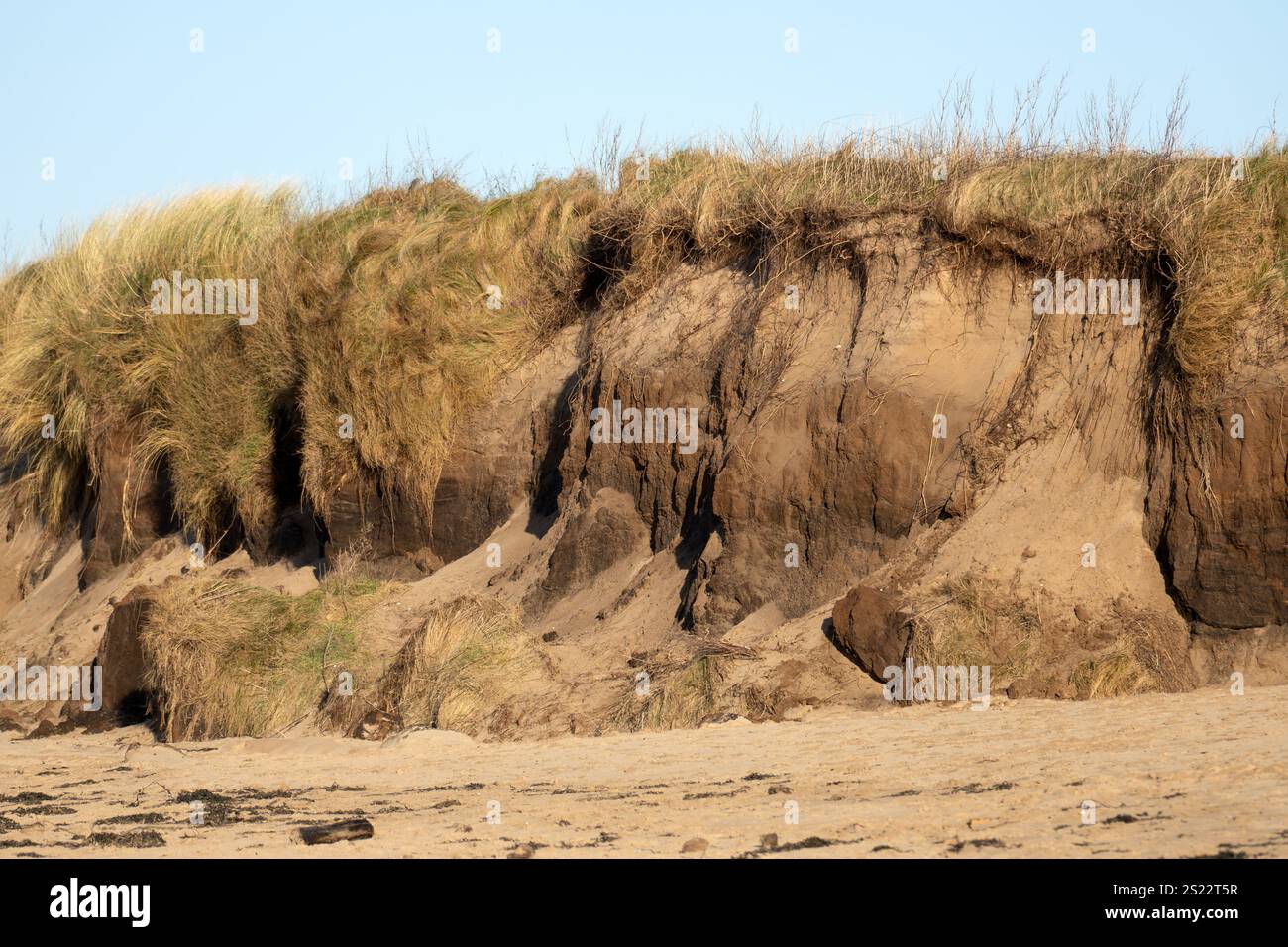 Sand Dune Erosion at Formby Mersyside UK Stock Photo - Alamy
